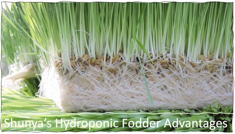 Benefits of Hydroponic Green Fodder