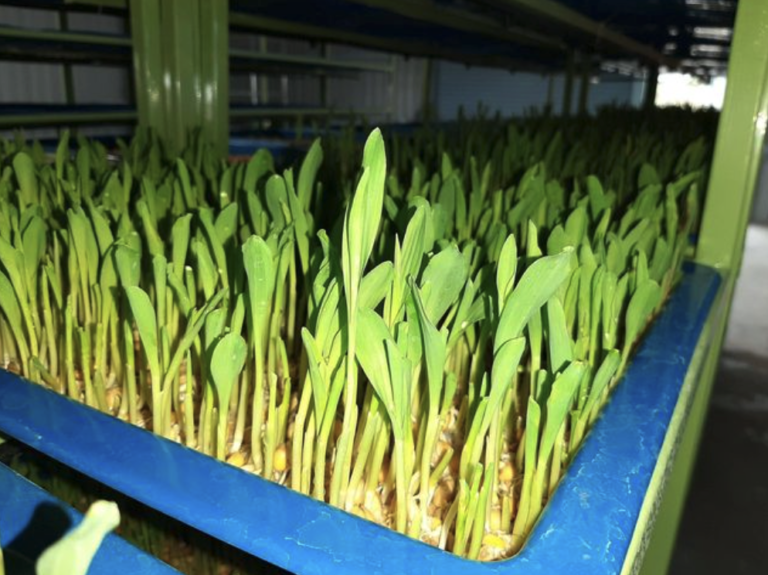 Science Behind Hydroponic Fodder: How It Works & Why It Matters